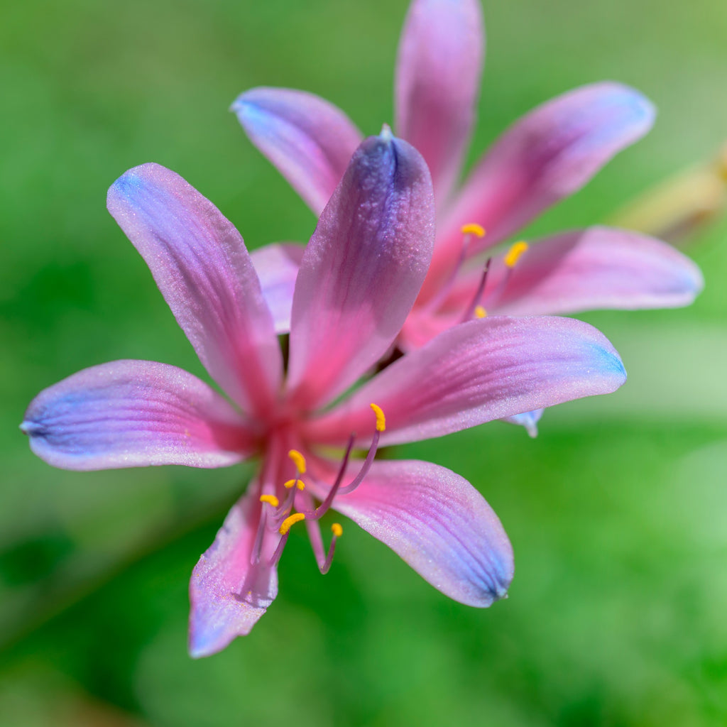 Pink & Blue Spider Lily Bulbs For Sale | Lycoris Sprengeri – Easy To ...