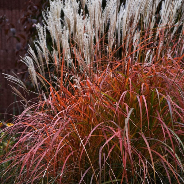 Stunning Decorative Starter Grasses For Sale Online – Easy To Grow Bulbs