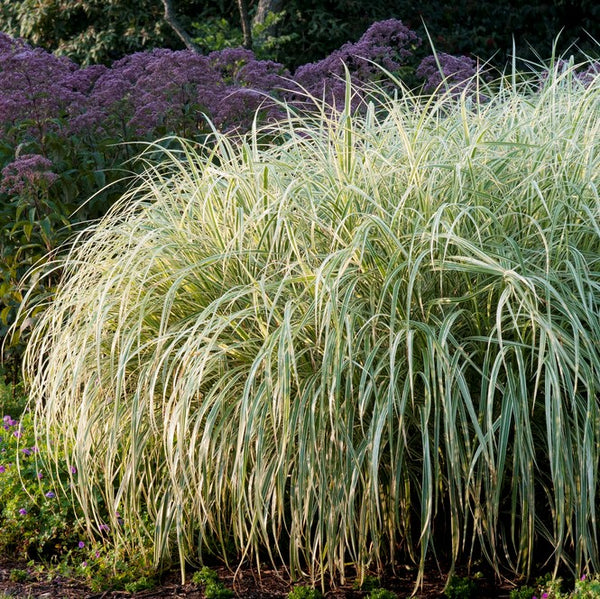 Miscanthus Variegatus