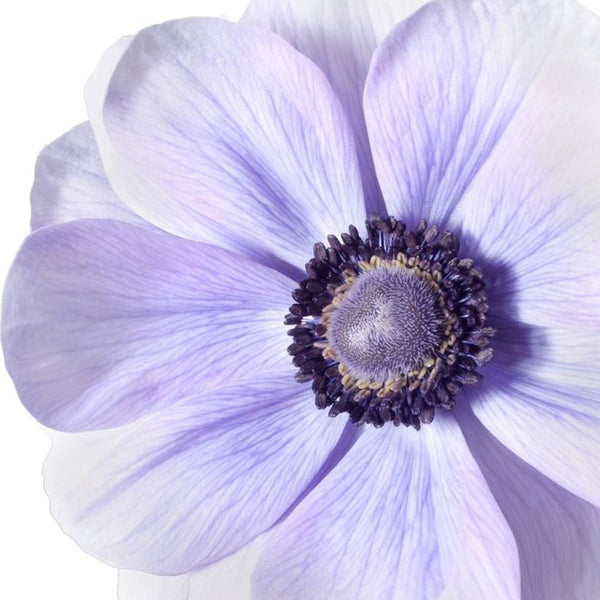 Lavender Italian Anemone Bulbs For Sale | Mistral Plus Azzurro – Easy ...