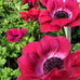 Italian Magenta Anemone Bulbs For Sale | Mistral Magenta – Easy To Grow ...