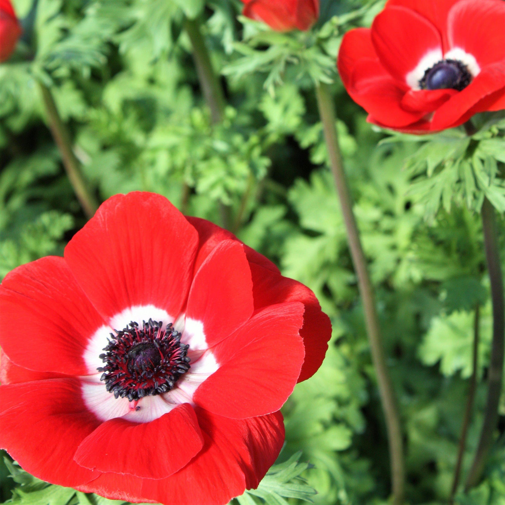 Italian Red Anemone Bulbs For Sale Online | Mistral Plus Rosso – Easy ...