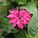 Pink Bee Balm Monarda Plants - 2 Pack – Easy To Grow Bulbs
