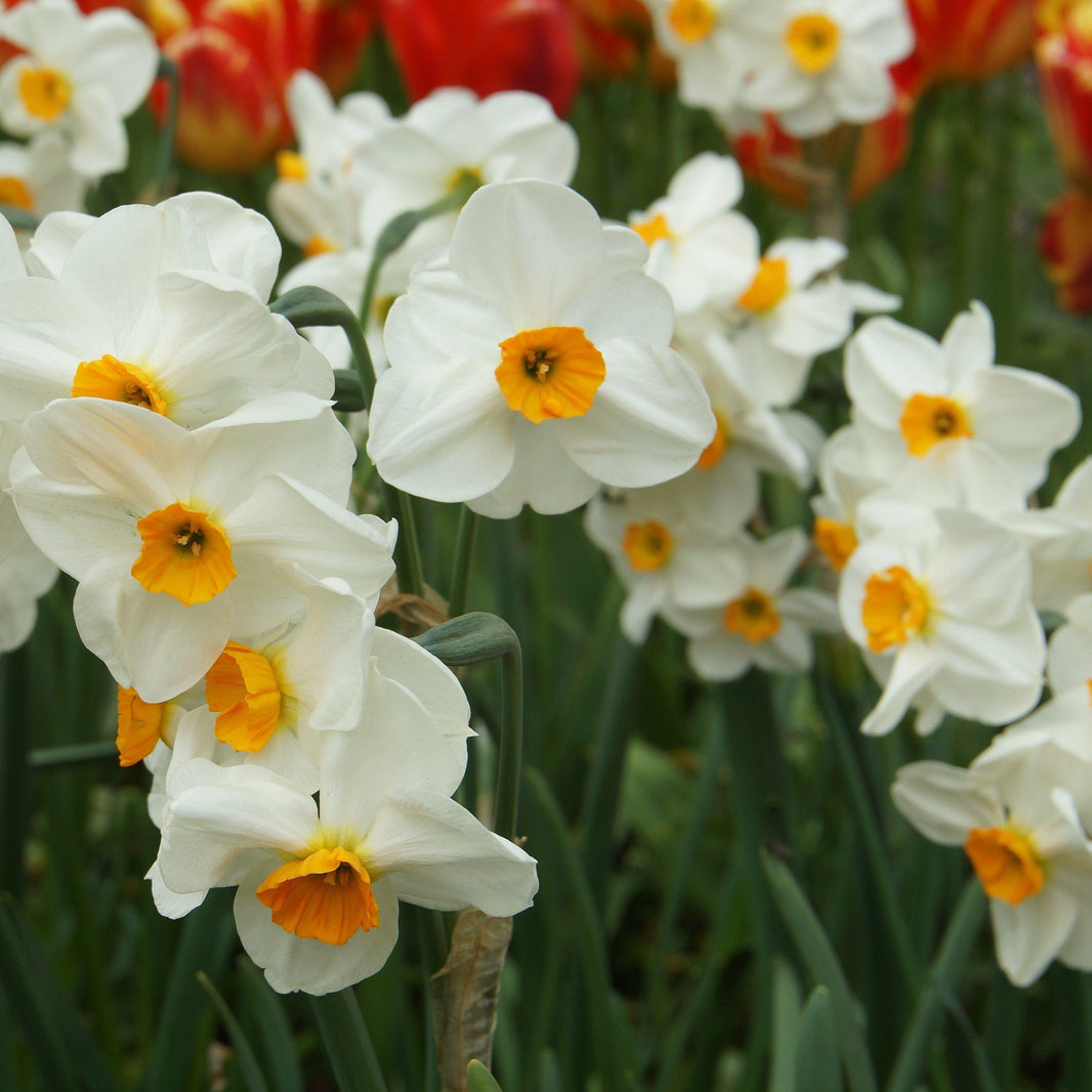 Narcissus Daffodils Planting & Growing Guide - Easy to Grow – Easy To ...