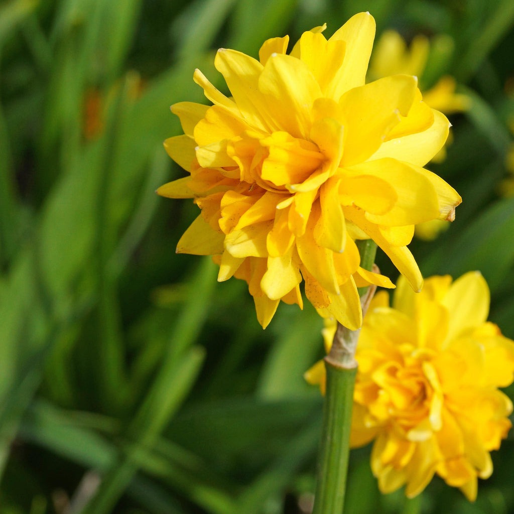 Daffodils Planting Guide – Easy To Grow Bulbs