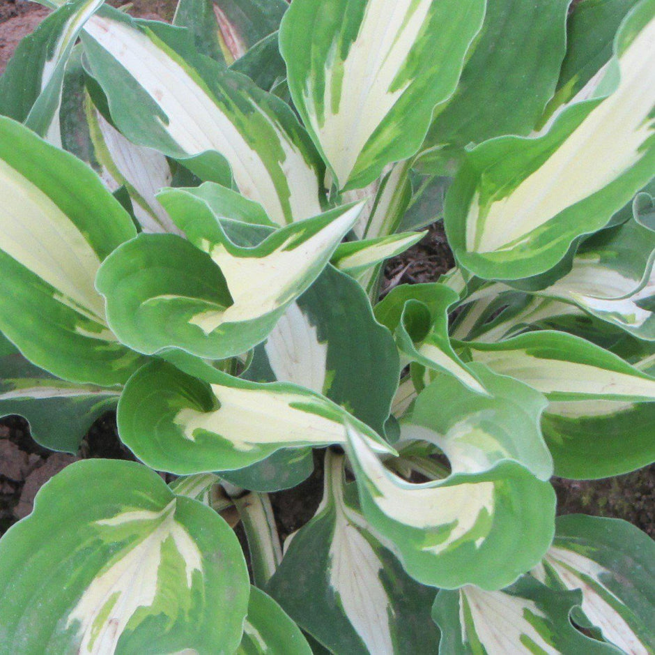 Hosta Bulbs for Sale Online – Easy To Grow Bulbs