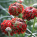 Red Italian Ranunculus Corms for Sale | Cloni Pon Pon 'Draco' – Easy To ...