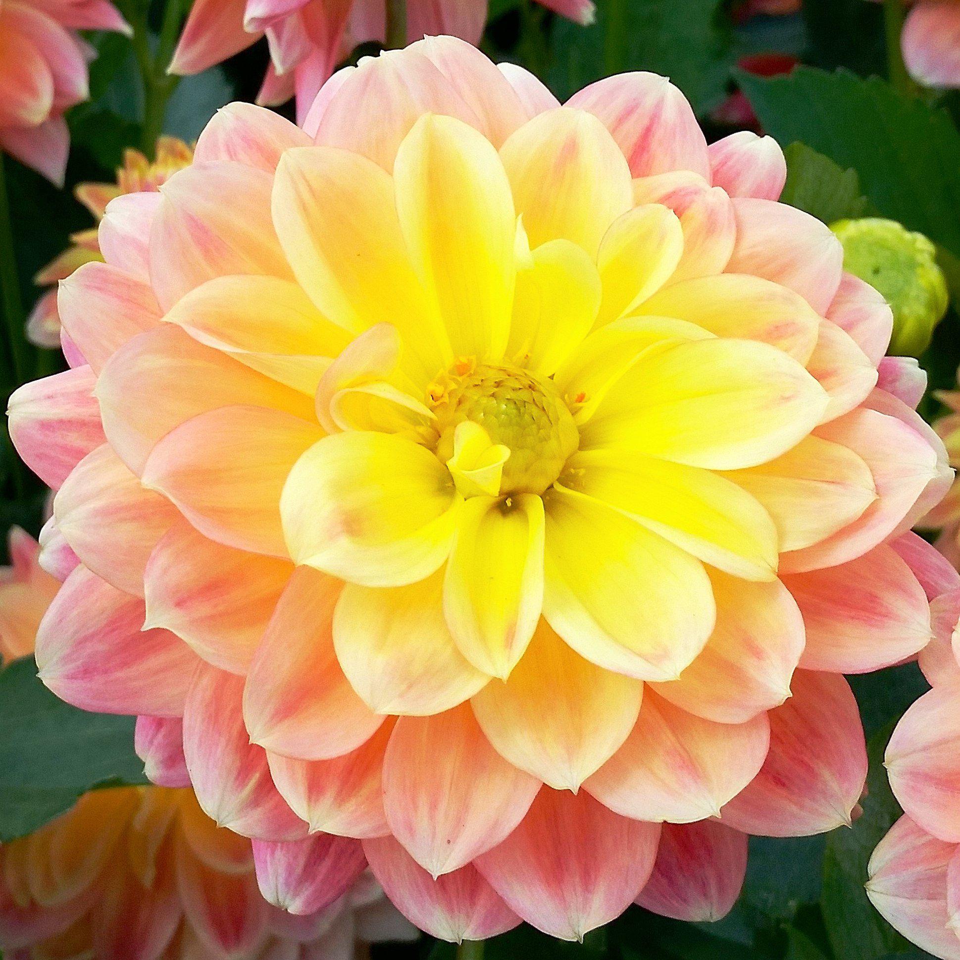 Yellow Dahlia Flower