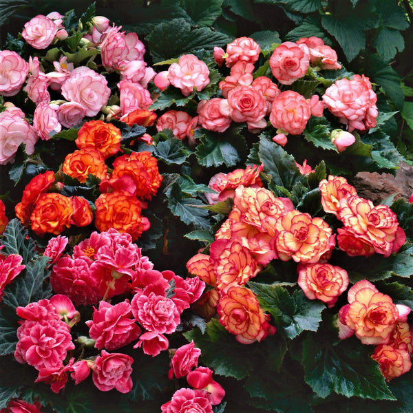 Begonias Planting & Growing Guide - Easy to Grow – Easy To Grow Bulbs