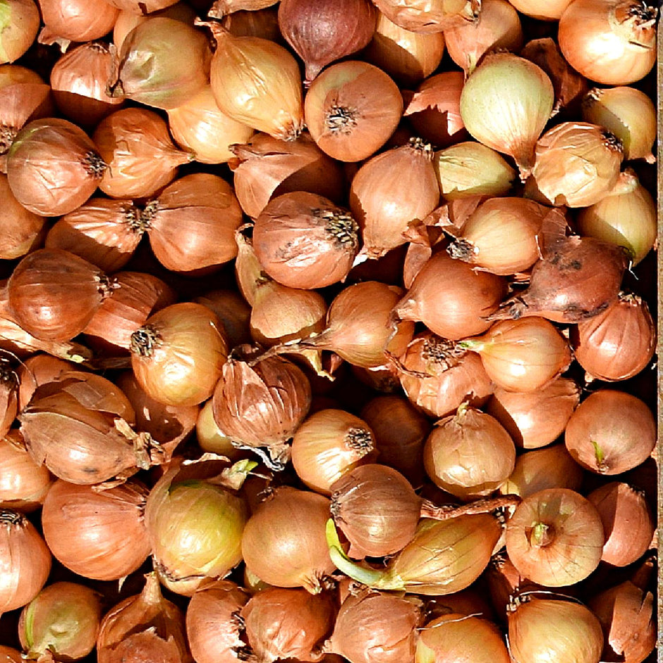 Garlic & Shallots Planting & Growing Guide - Easy to Grow Bulbs – Easy ...