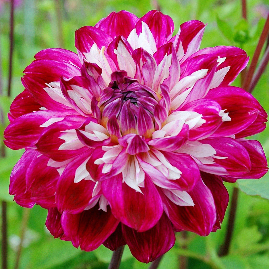 Dahlia Bulbs For Sale - Easy To Grow Bulbs