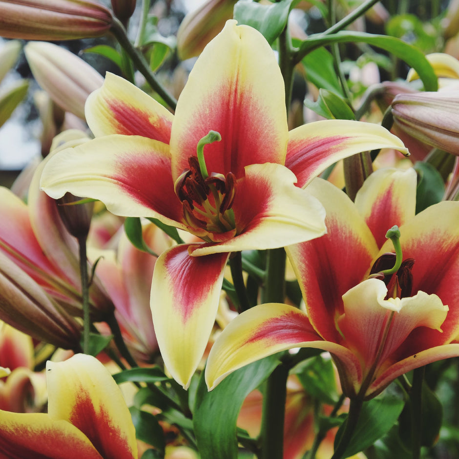 Lilium Orienpet Lilies – Easy To Grow Bulbs