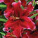 Fragrant Red Oriental Lily Bulbs for Sale Online | Rio Negro – Easy To ...