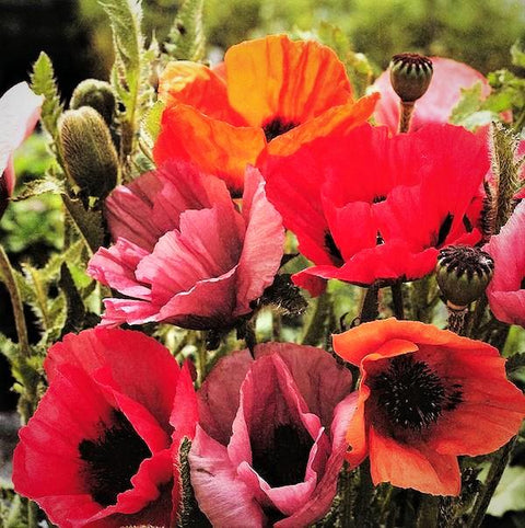 Vibrant Starter Plant For Sale | Oriental Poppy (Papaver) – Easy To ...