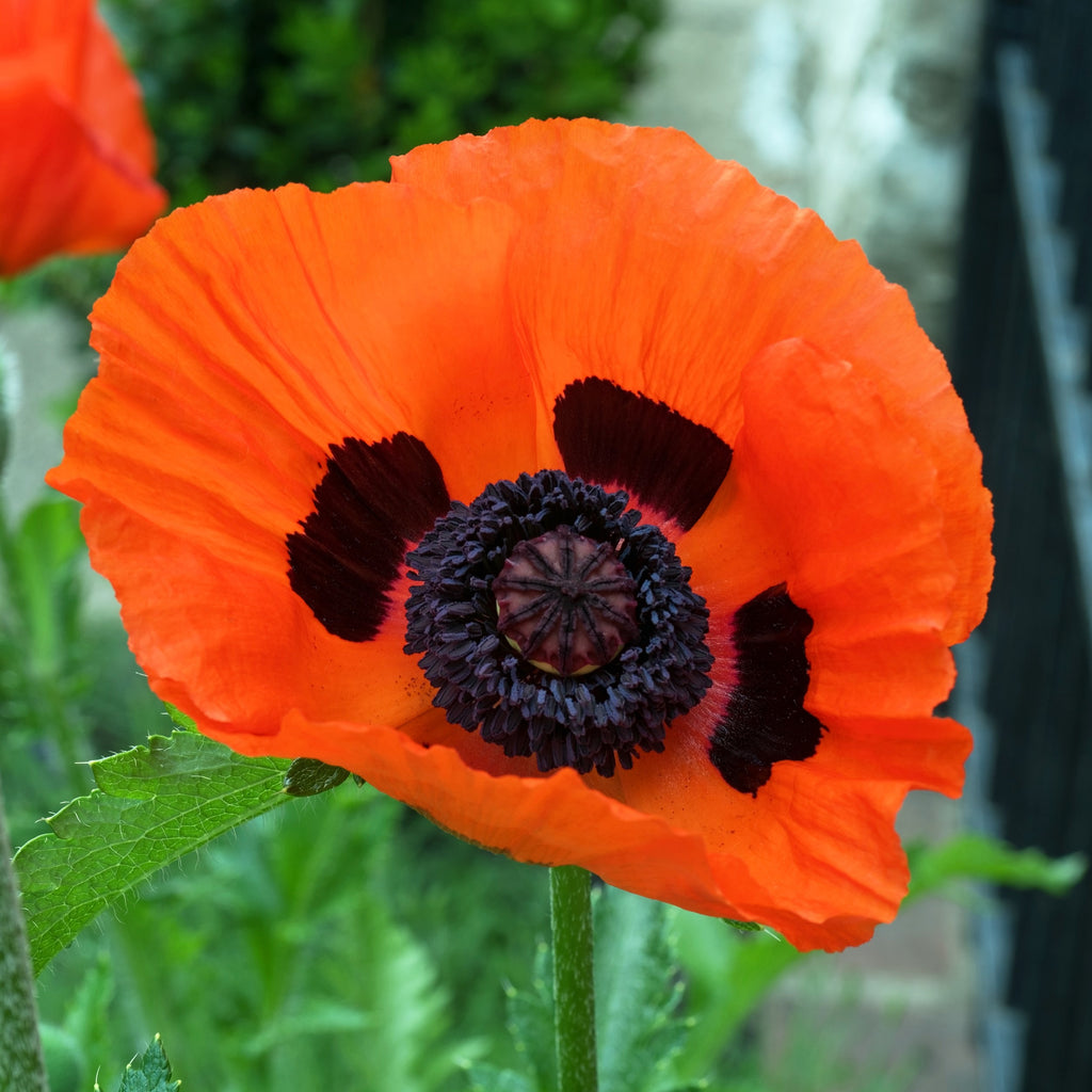 Oriental Orange Poppies
