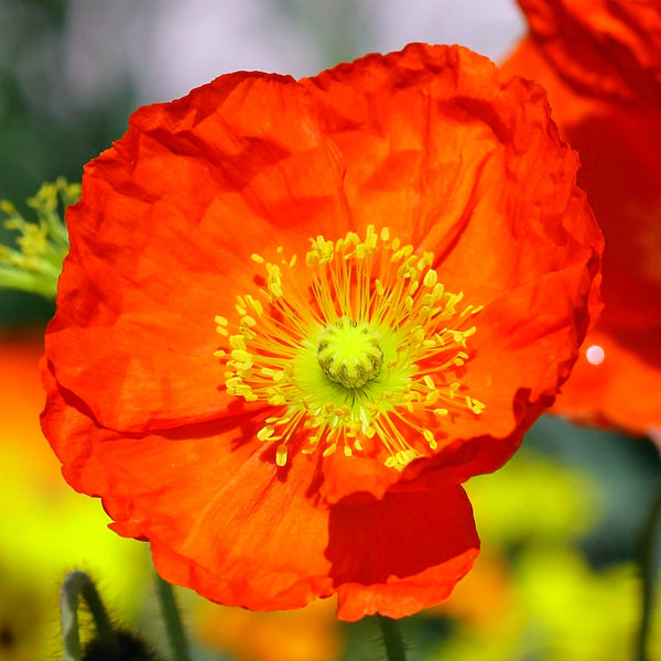 Vibrant Starter Plant For Sale | Oriental Poppy (Papaver) – Easy To ...