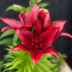 Fragrant Magenta Orienpet Lily Bulbs for Sale | Red Desire – Easy To Grow Bulbs