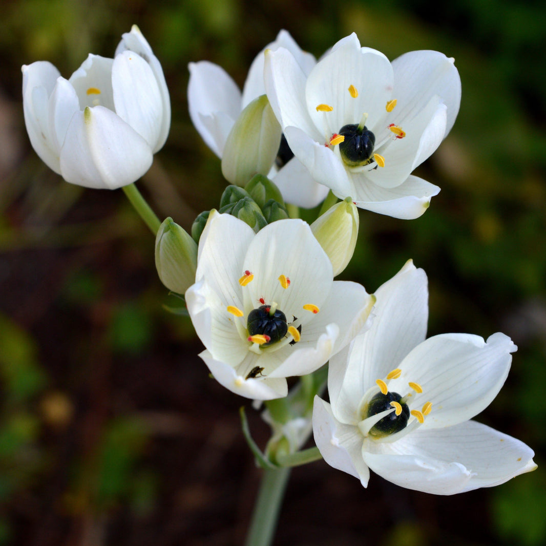 Ornithogalum Planting & Growing Guide - Easy to Grow – Easy To Grow Bulbs