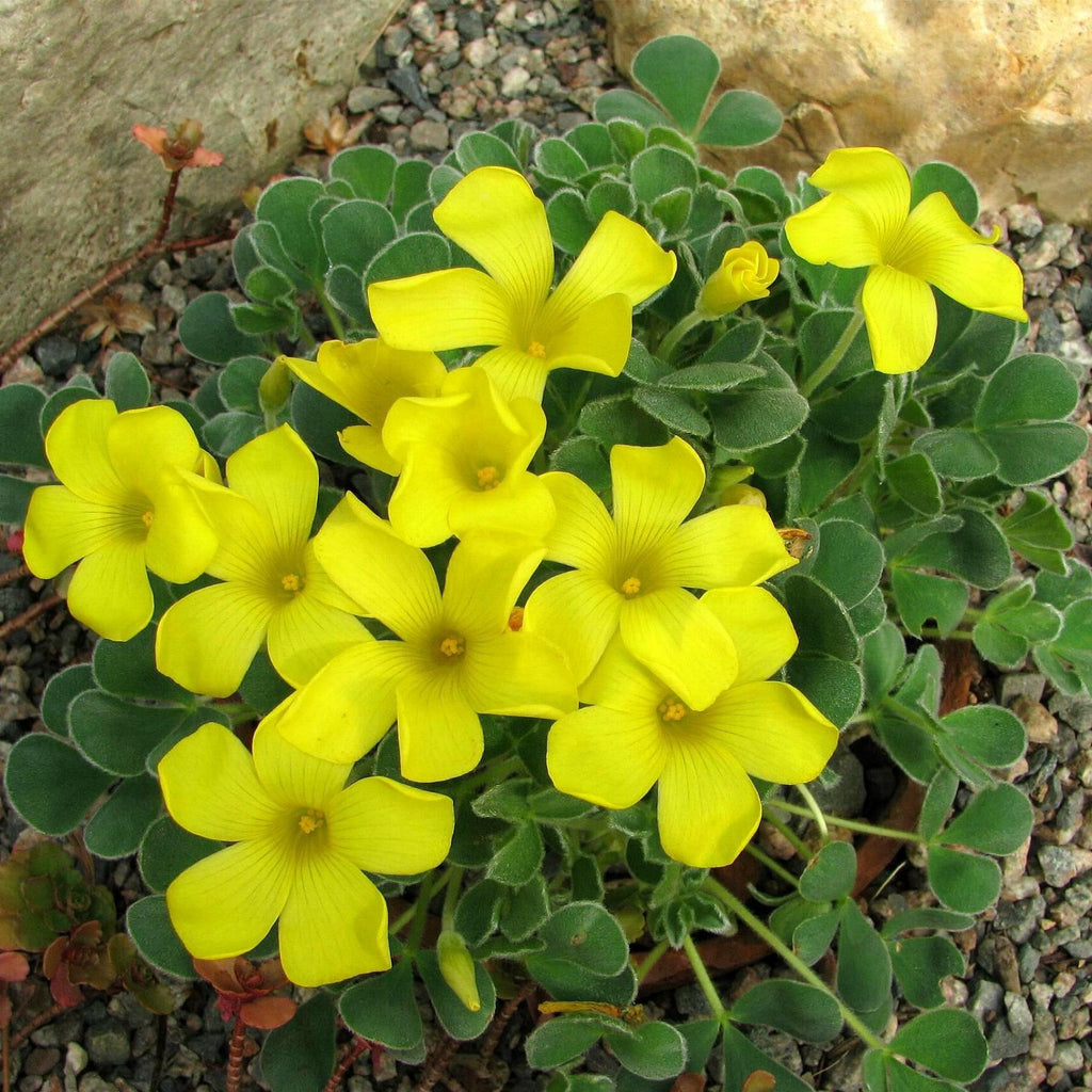 Gorgeous Multi-Colored Oxalis Shamrock Bulbs For Sale – Easy To Grow Bulbs