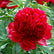 True Red Peony Bulbs For Sale Online | Red Charm (Fragrant) – Easy To ...