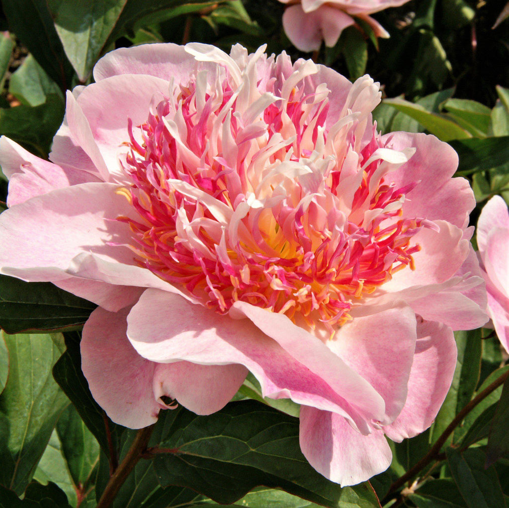 Long-Lived Peony Bulbs For Sale Online | (Fragrant) – Easy To Grow Bulbs