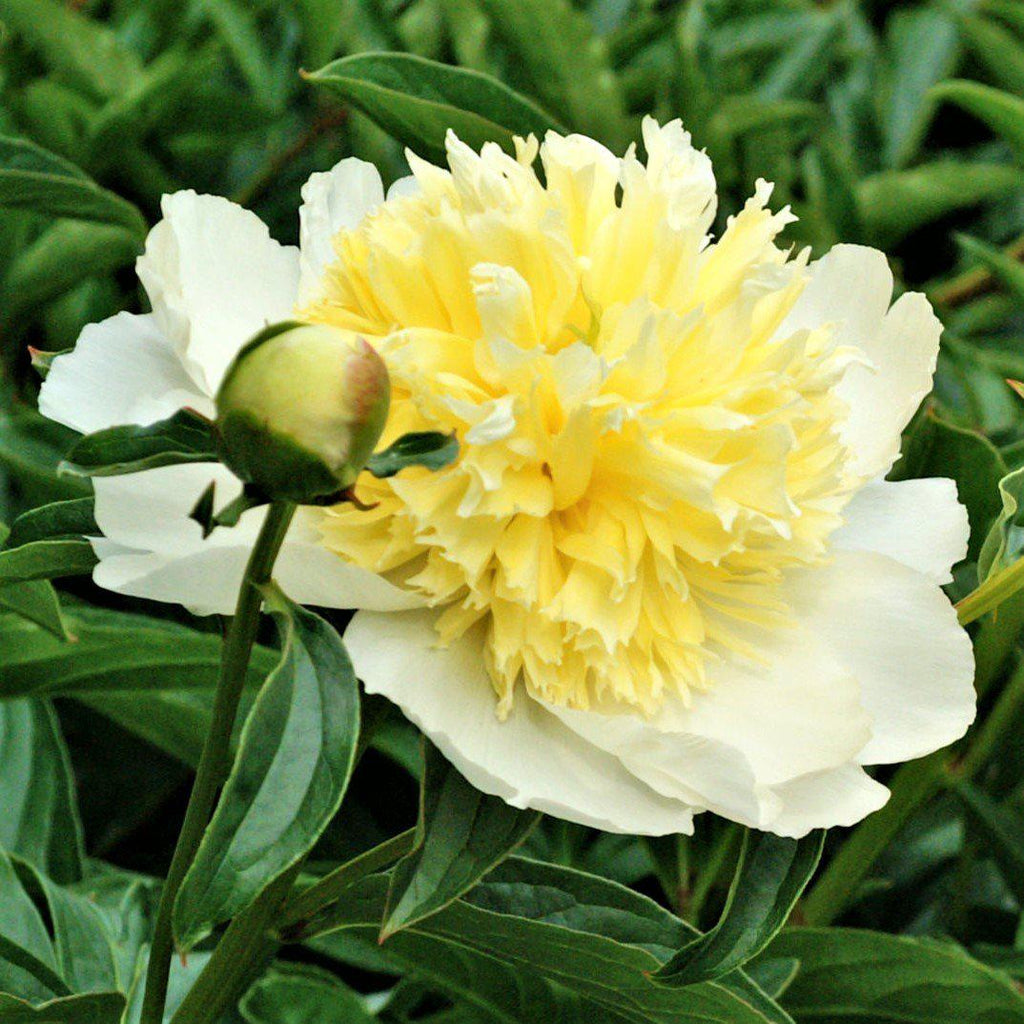 Long-Lived Peony Bulbs For Sale Online | (Fragrant) – Page 2 – Easy To ...