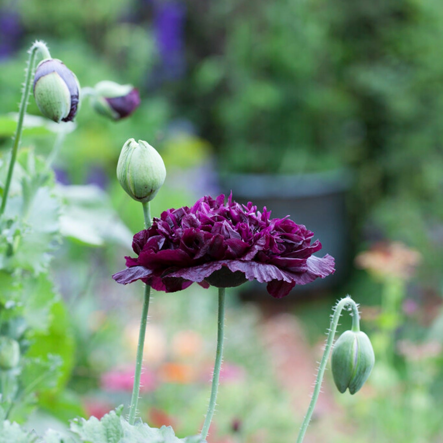 Purple Opium Poppies