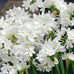 17+ CM Paperwhite Ziva Bulbs | Narcissus Ziva for Sale – Easy To Grow Bulbs