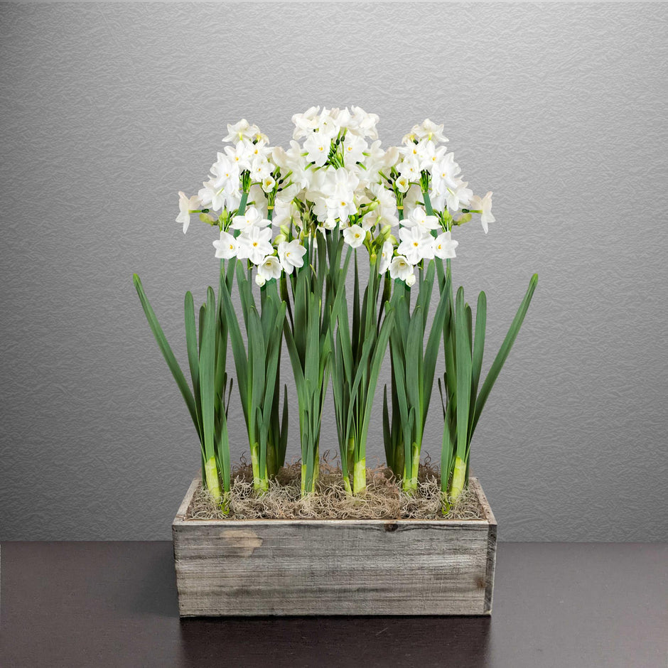 Holiday Gifts for Flower & Plant Lovers from Easy to Grow! – Easy To ...