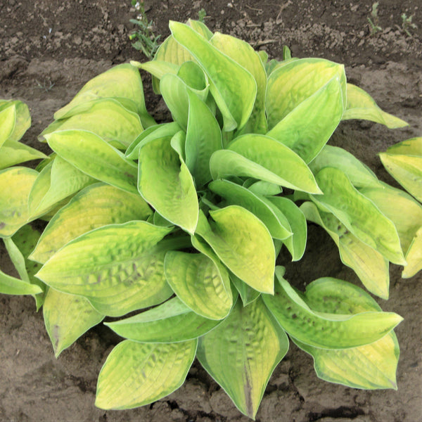 Hosta - Paradigm – Easy To Grow Bulbs