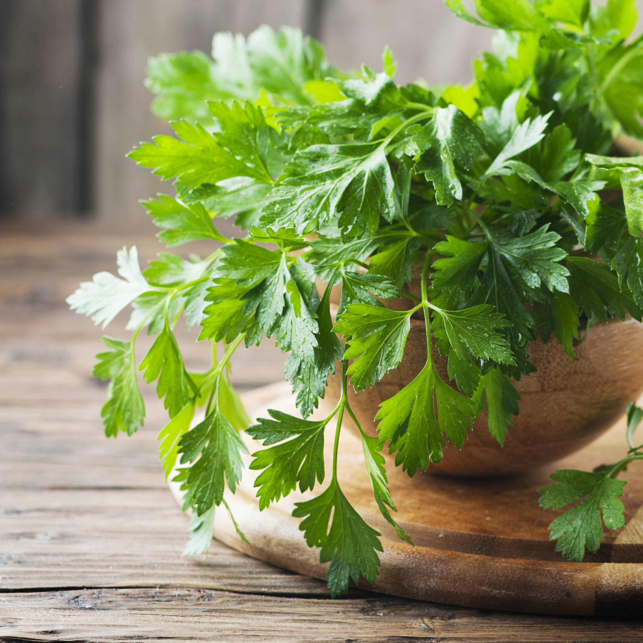 Italian Parsley Vs Regular Parsley