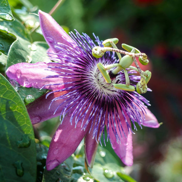 Passiflora Planting Guide – Easy To Grow Bulbs