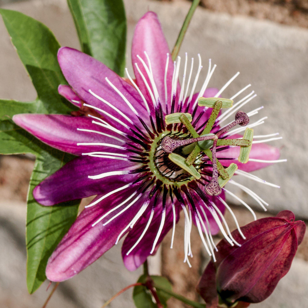 Passiflora Planting & Growing Guide - Easy to Grow – Easy To Grow Bulbs
