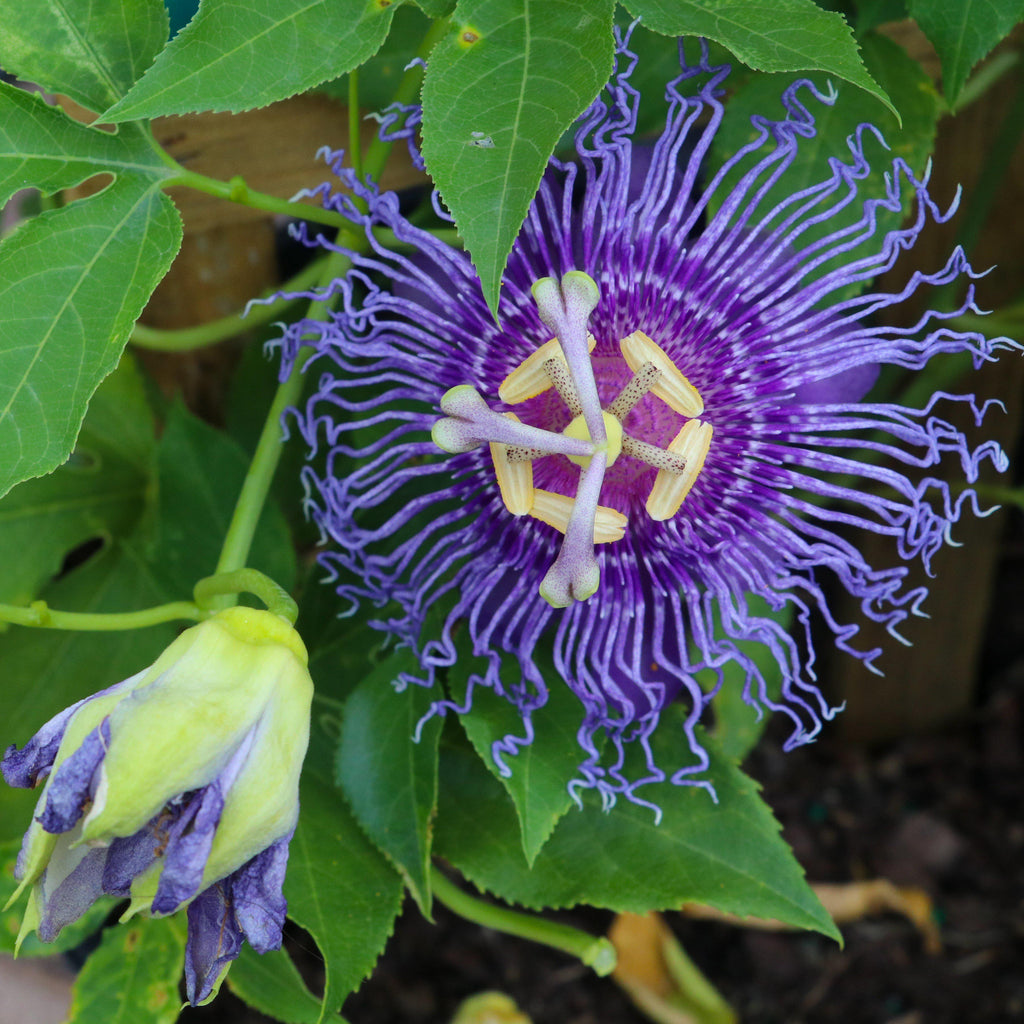Passion Flower Plants for Sale | Easy to Grow™ – Easy To Grow Bulbs
