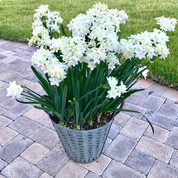 17+ CM Paperwhite Ziva Bulbs | Narcissus Ziva for Sale – Easy To Grow Bulbs