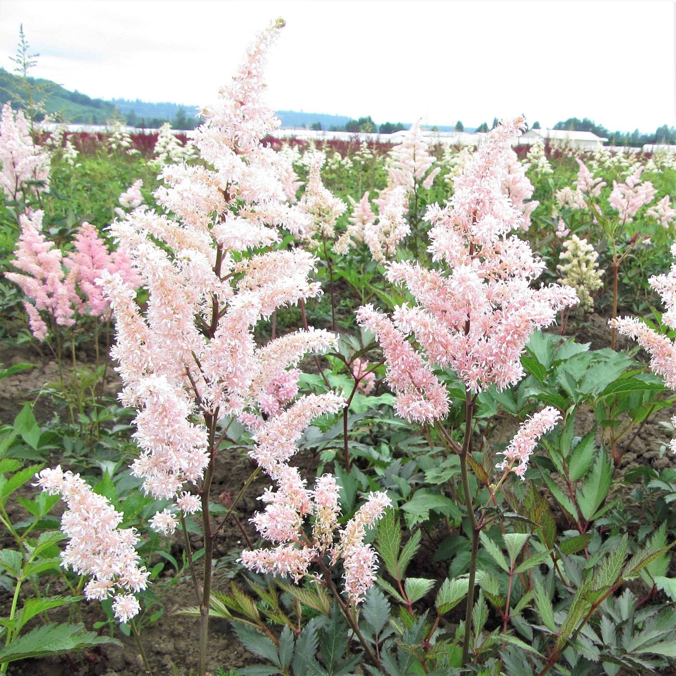 Astilbe Bare Root Plants for Sale | Cotton Candy Collection – Easy To ...