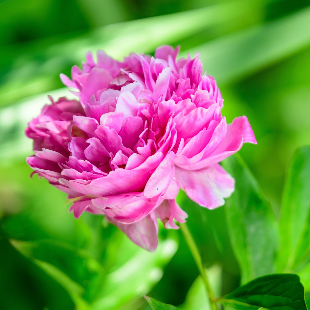 Peony Bulbs & Roots for Sale | Easy to Grow™ – Easy To Grow Bulbs
