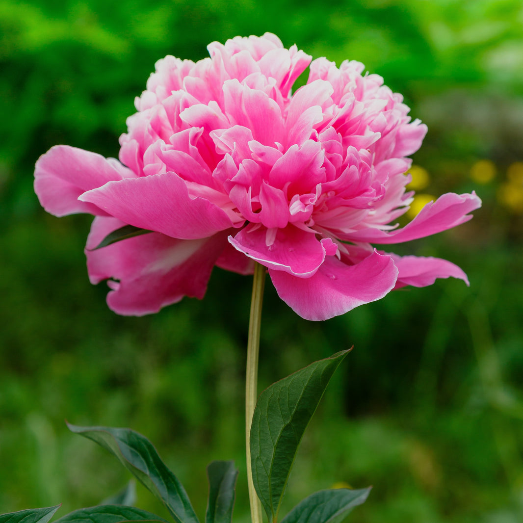 Peony Bulbs & Roots for Sale | Easy to Grow™ – Easy To Grow Bulbs