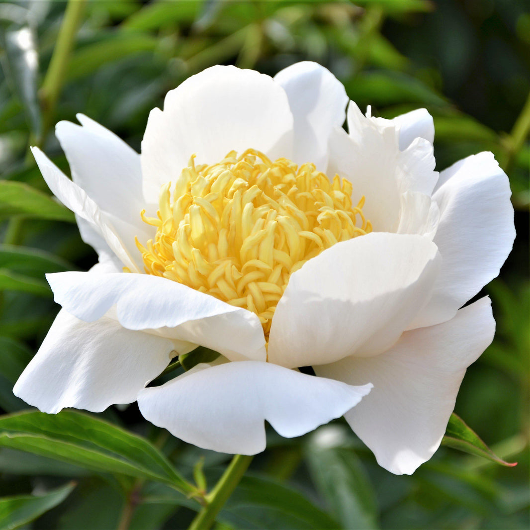 Easy to Grow | Peony Divisions, Fall & Spring Planted Options – Easy To ...