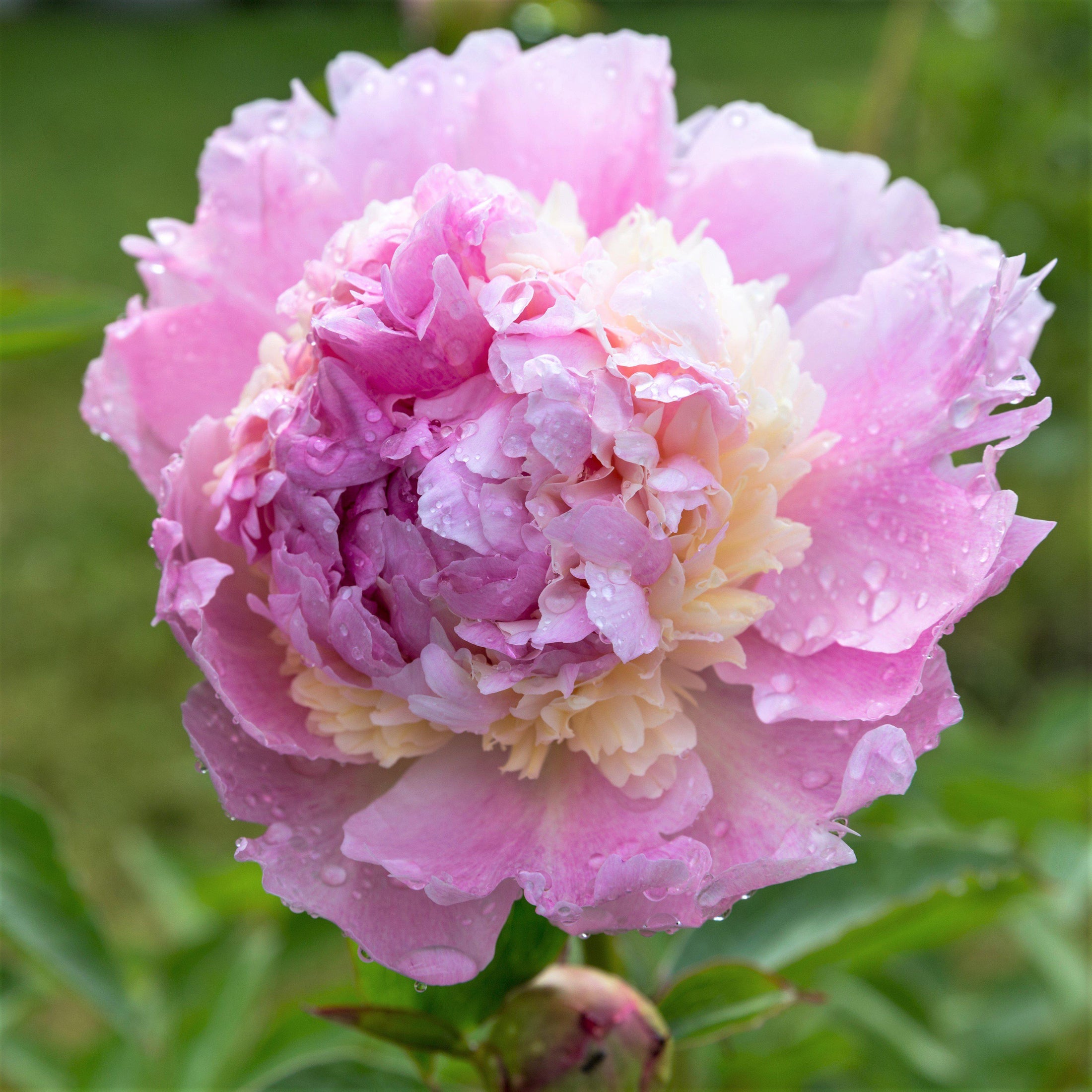 Light Pink Peony Bulbs For Sale | Raspberry Sundae (Fragrant) – Easy To ...