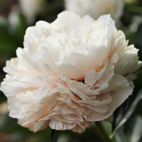 Long-Lived Peony Bulbs For Sale Online | (Fragrant) – Page 2 – Easy To ...