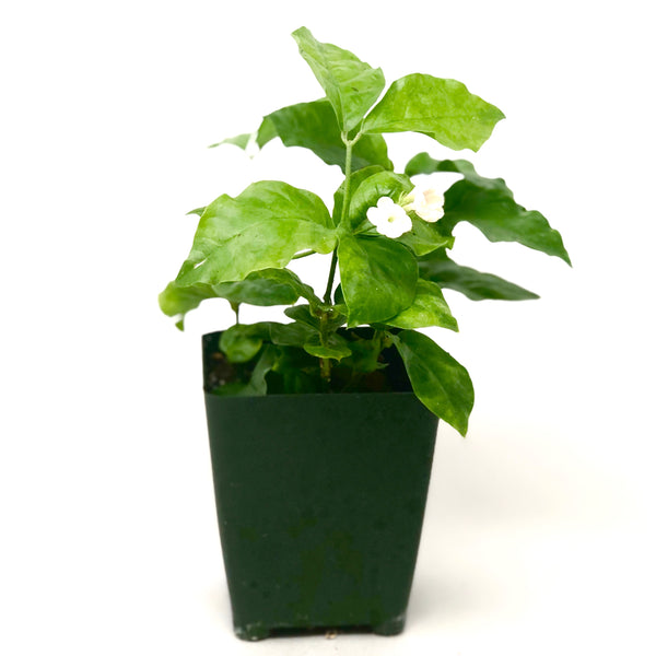Potted White Jasmine Plant For Sale | Philippine Jasmine – Easy To Grow ...