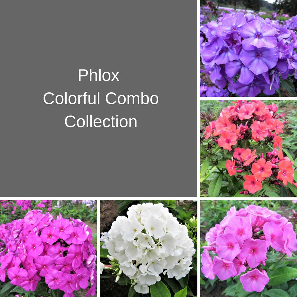 Phlox Planting Guide – Easy To Grow Bulbs