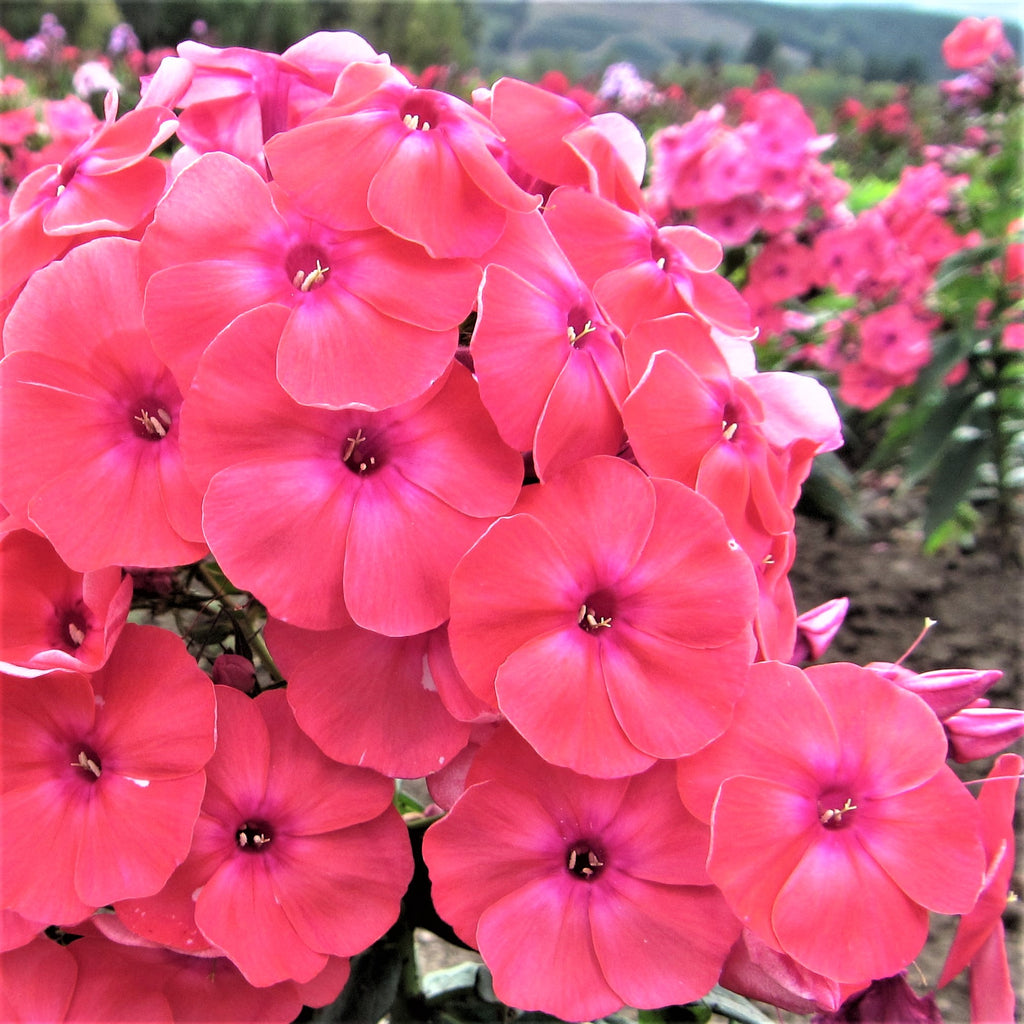 Phlox Planting Guide – Easy To Grow Bulbs