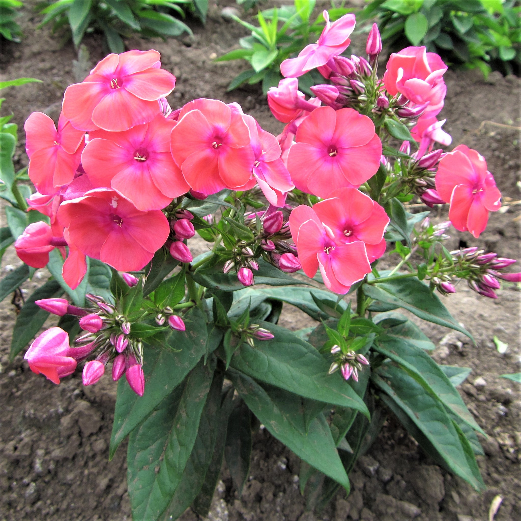 Vibrant Phlox Bare Root Plants for Sale Online | Coral Flame – Easy To ...