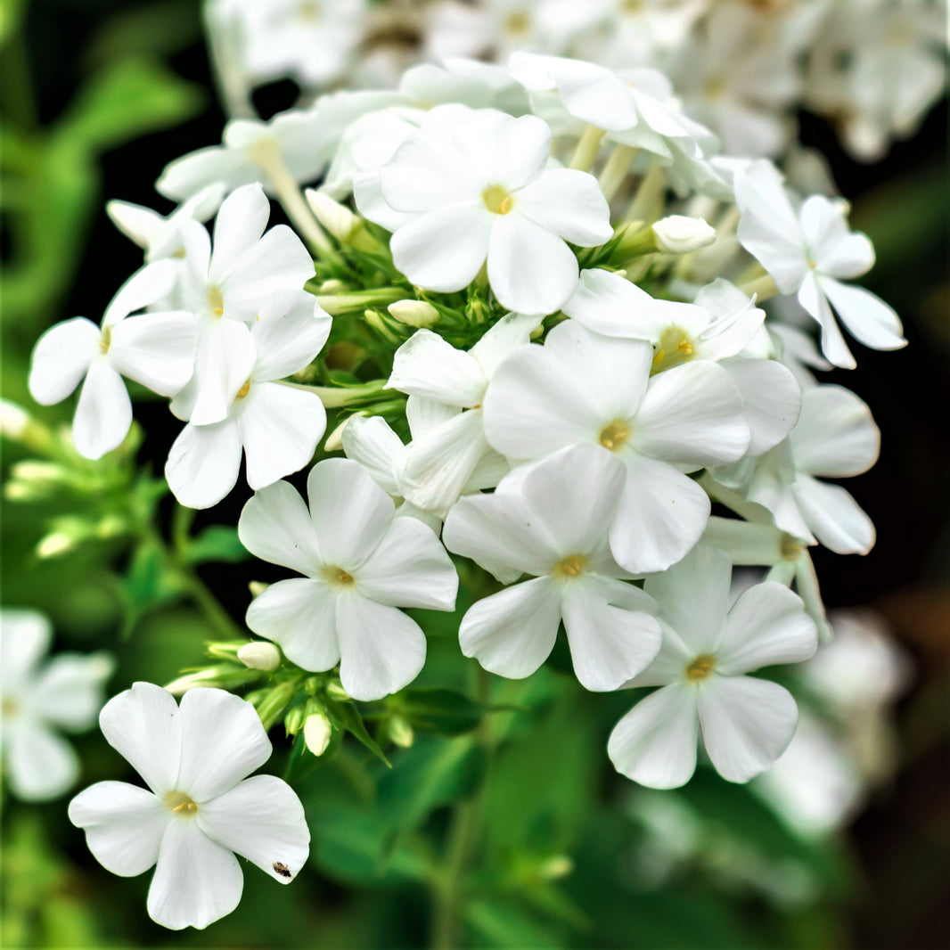 Phlox Planting & Growing Guide - Easy to Grow – Easy To Grow Bulbs