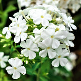 Phlox Bareroot Plants for Sale | Fragrant Collection – Easy To Grow Bulbs