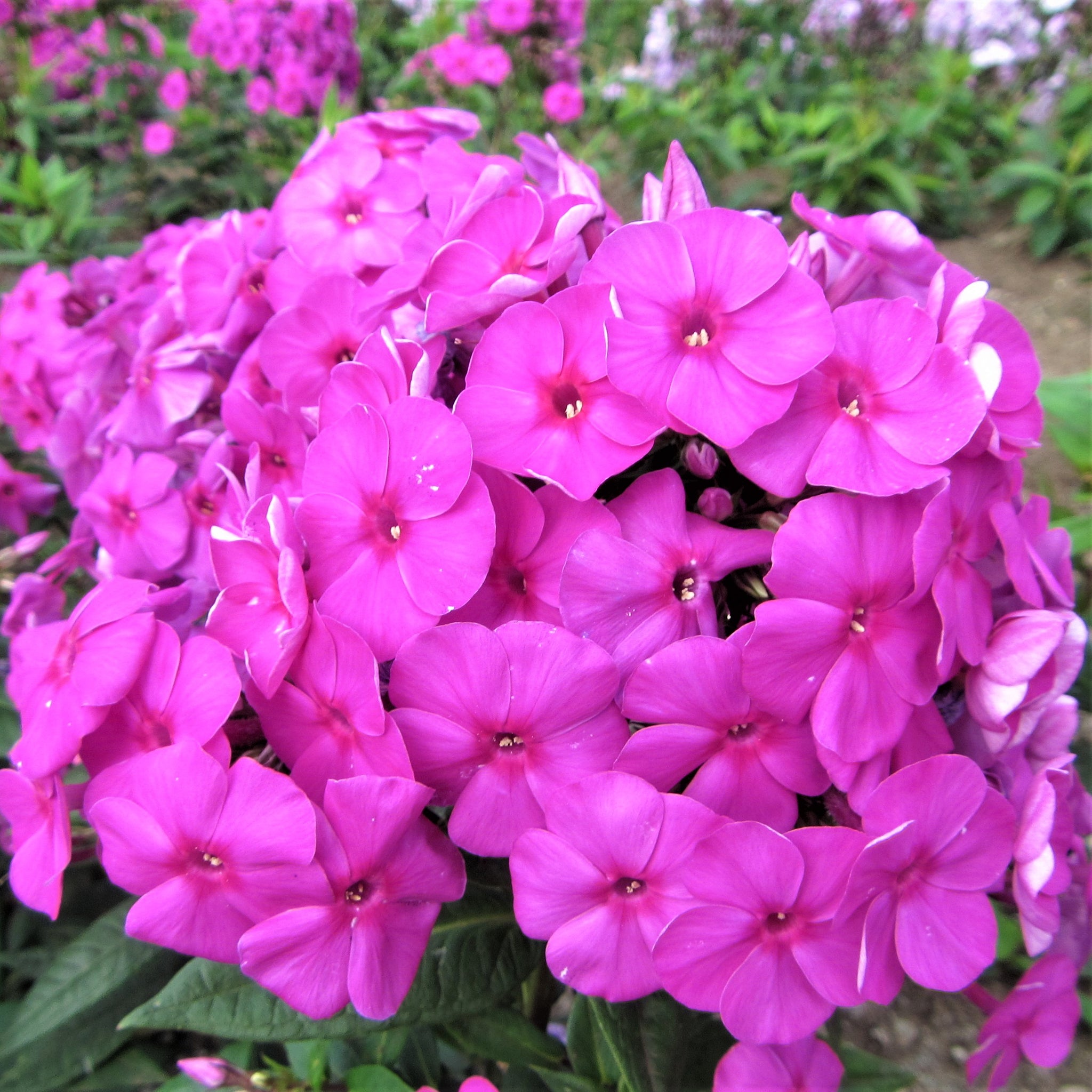 Fragrant Phlox Bare Root Plants for Sale Online | Purple Flame – Easy ...
