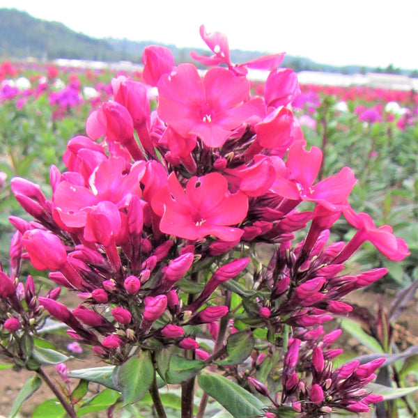 Phlox Planting Guide – Easy To Grow Bulbs