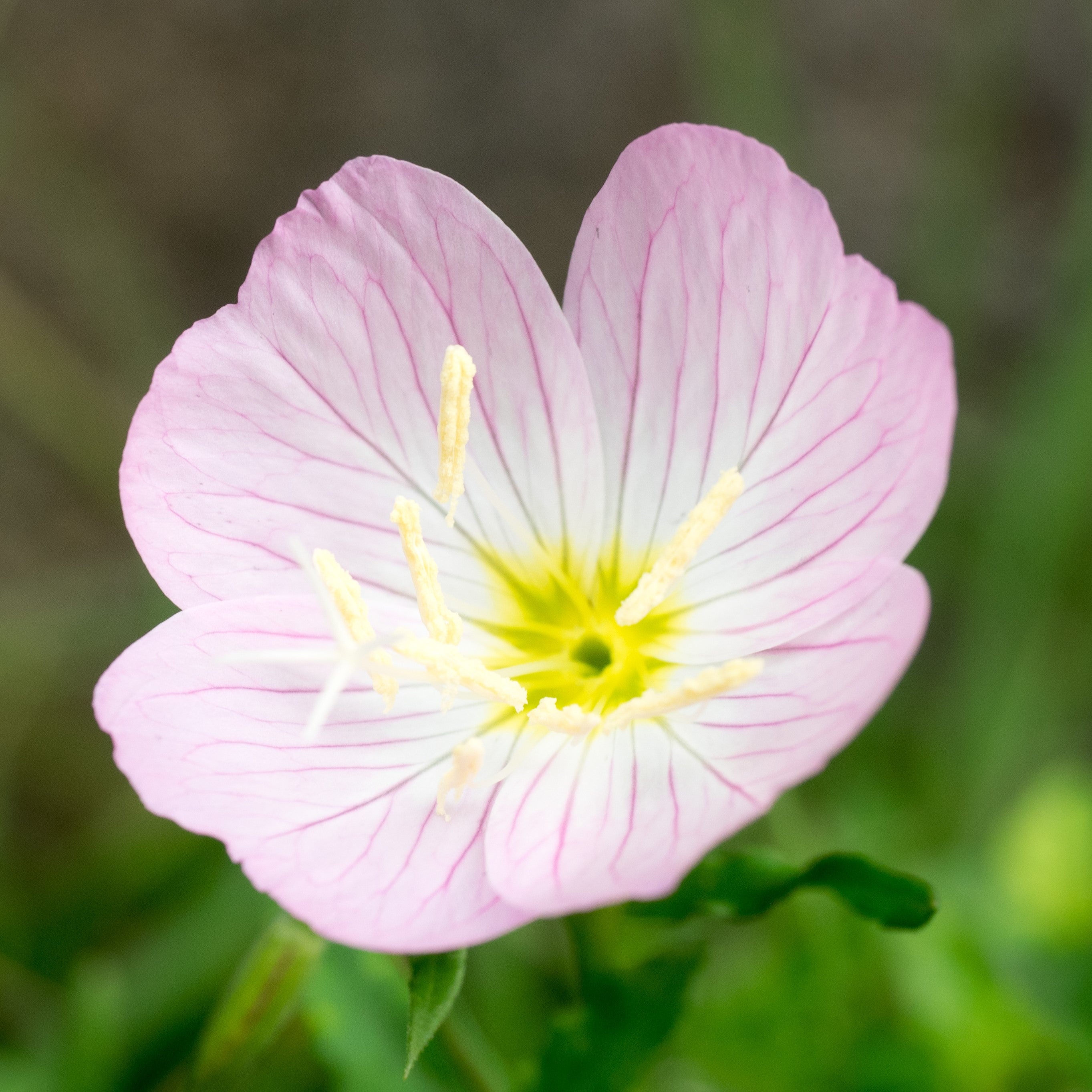 Pink Evening Primrose Plant